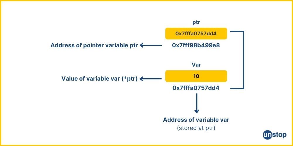 Void Pointer In C Explained In Detail With Code Examples Unstop